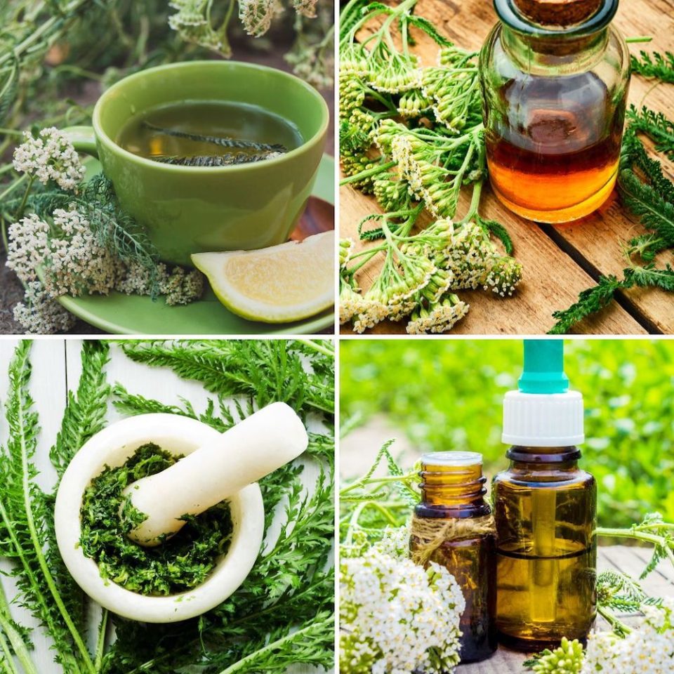 Yarrow Benefits and Uses - Proven and Traditional Ethnobotanical ...