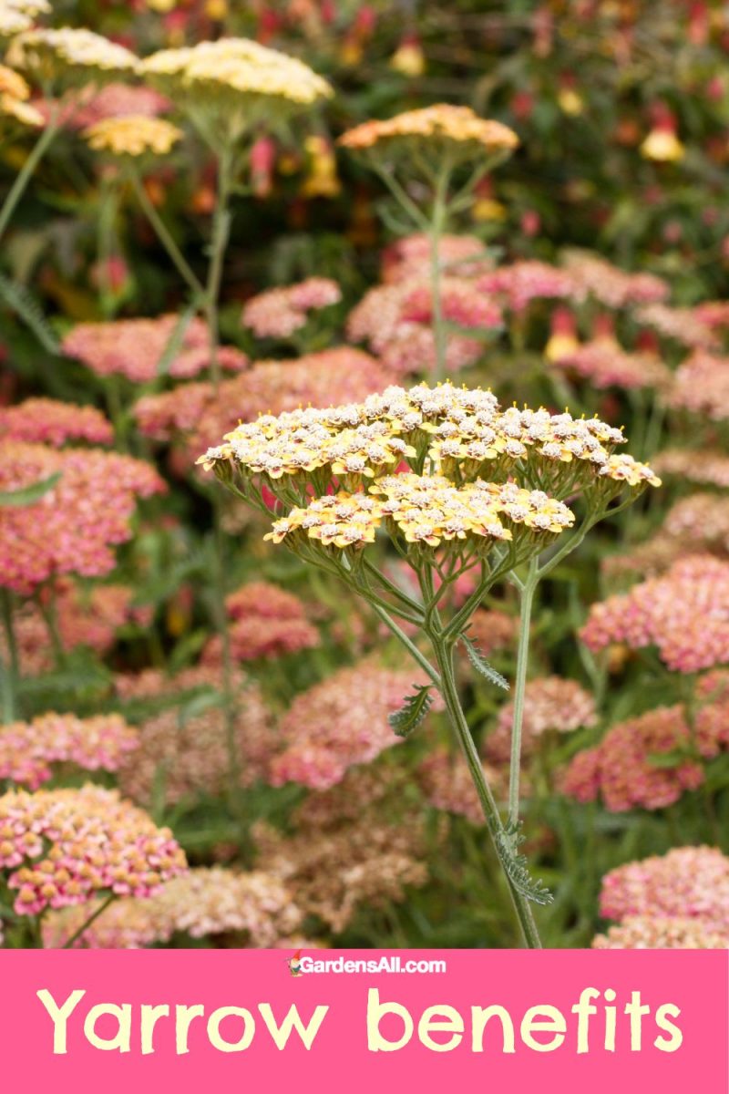 Yarrow Benefits and Uses - Proven and Traditional Ethnobotanical ...