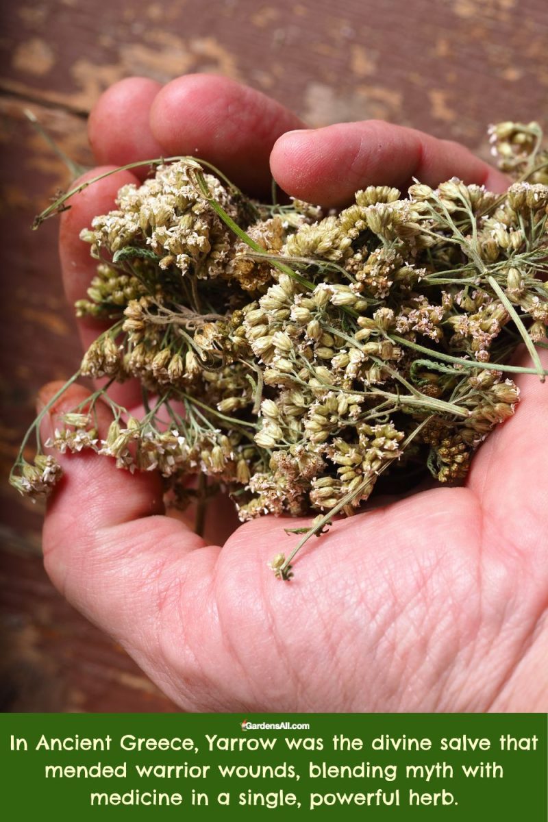 Yarrow Benefits and Uses - Proven and Traditional Ethnobotanical ...