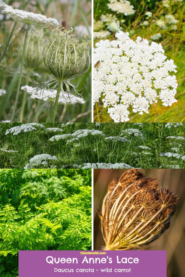 Queen Anne's Lace - Uses and Benefits to get to Know - GardensAll