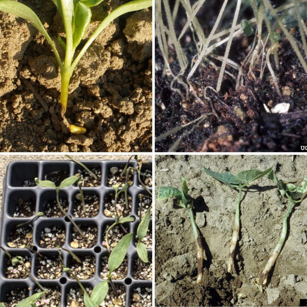 Damping Off Disease in Plants, What it is and How to Prevent it ...