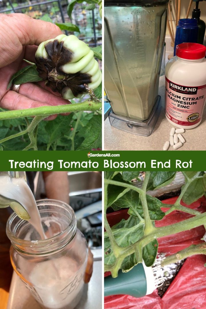 How To End Tomato Blossom End Rot - Don't Panic! - GardensAll