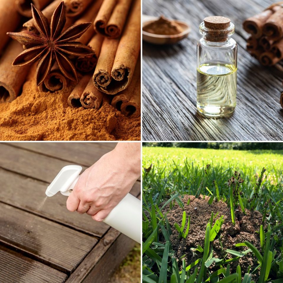 How to Use Cinnamon for Ants and More - GardensAll
