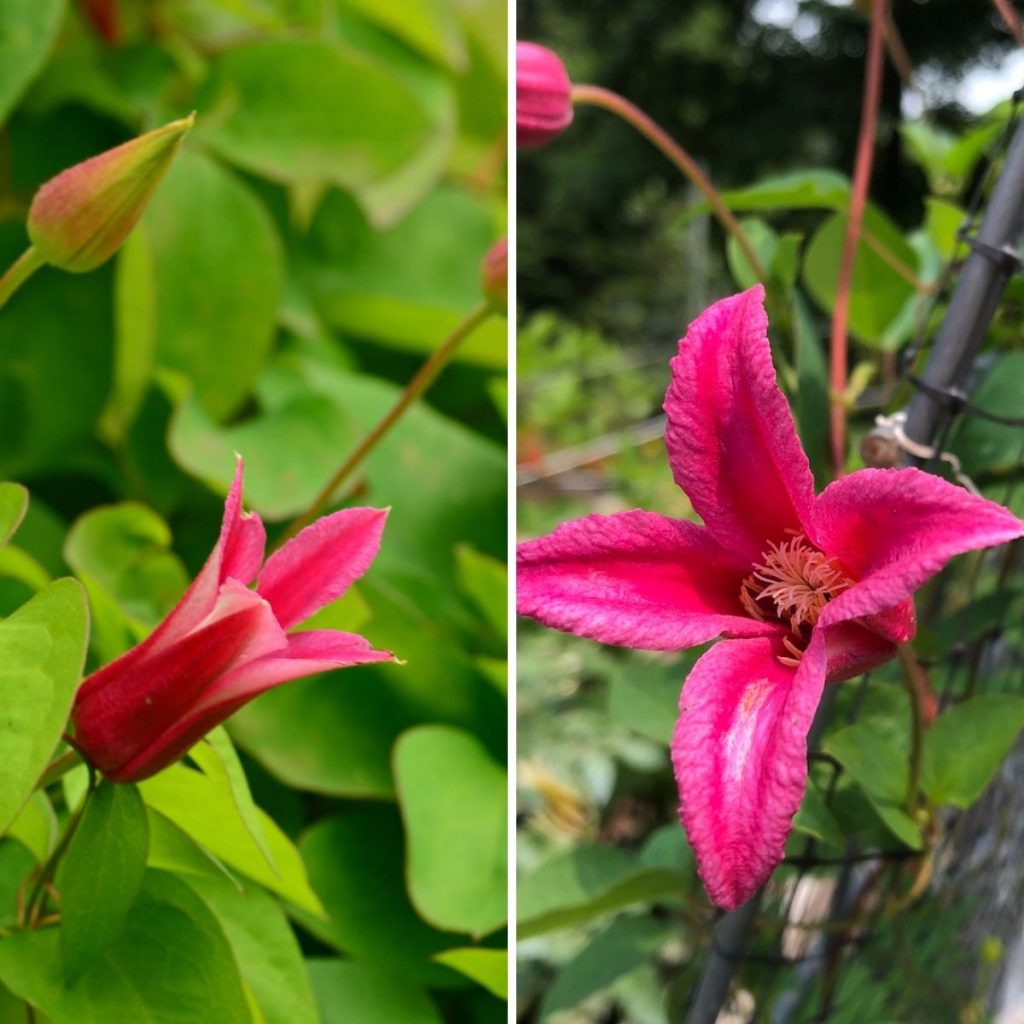 Clematis 'Princess Diana': Growth, Care, Pruning & a Brief History ...