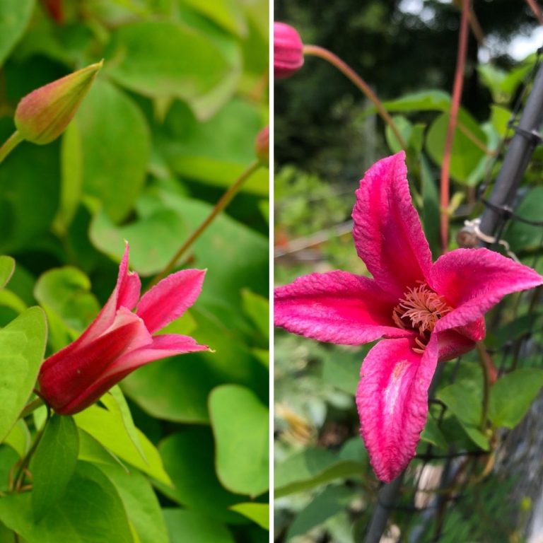 Are all Roses Edible? Discover History and Uses - GardensAll