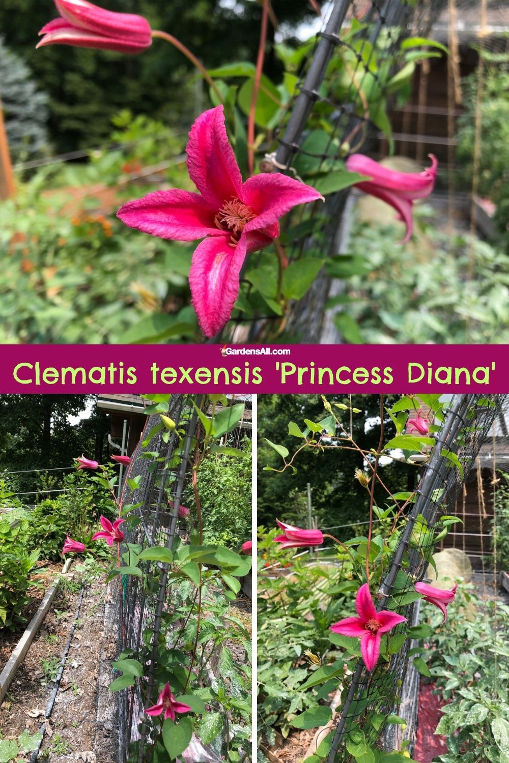 Clematis 'Princess Diana': Growth, Care, Pruning & a Brief History ...