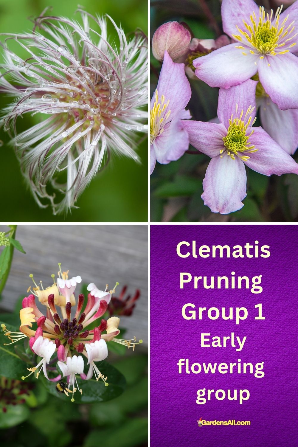 Clematis Pruning Groups: Which One Does Your Plant Belong To? - GardensAll