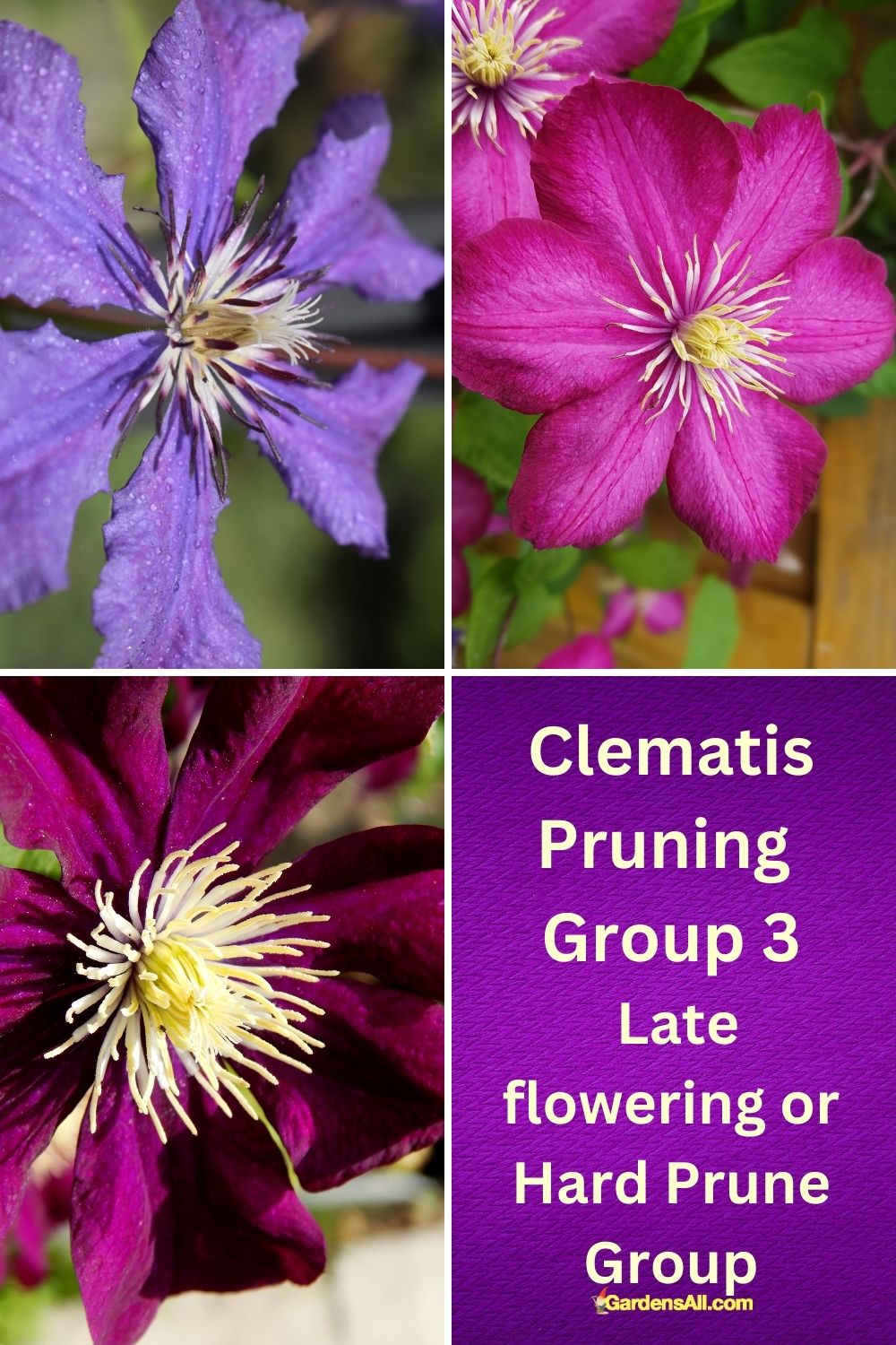 Clematis Pruning Groups Which One Does Your Plant Belong To Gardensall