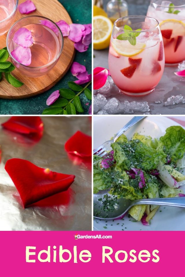 Are all Roses Edible? Discover History and Uses - GardensAll