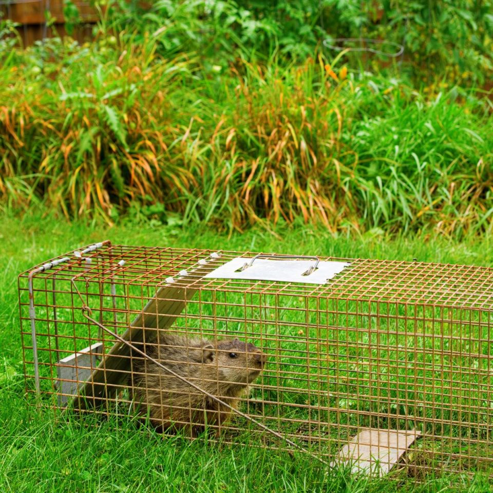What Are Groundhogs Good for in the Garden Ecosystem? - GardensAll