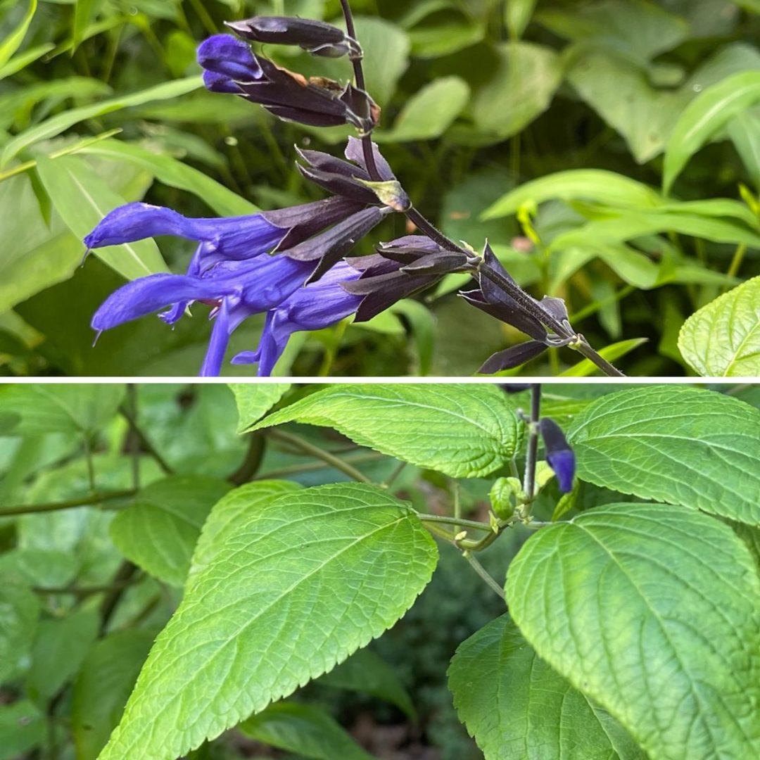 Blue Anise Sage, an Elegant Salvia to Get to Know - GardensAll