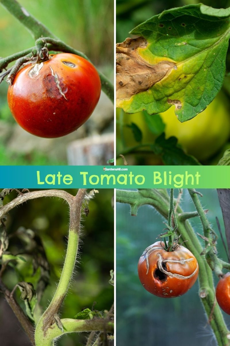 Tomato Late Blight - What is It and How to Treat It? - GardensAll