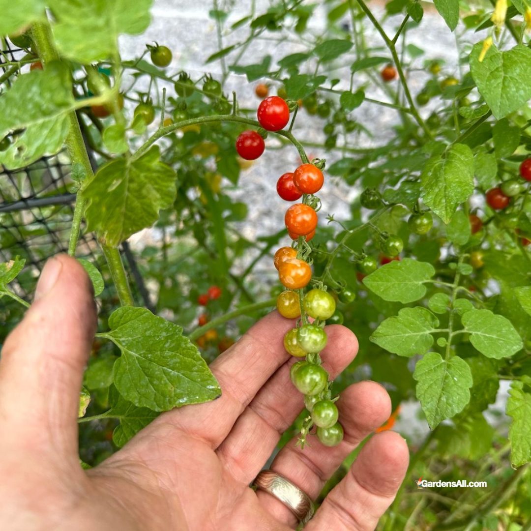 Spoon Tomatoes - Little Fruit With Big Flavor (Solanum pimpinellifolium ...