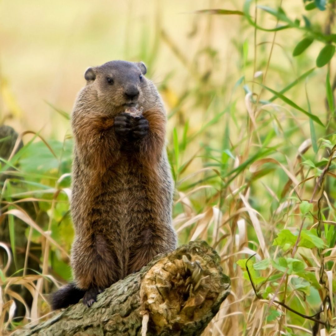 What Do Groundhogs Eat? Almost Everything in the Garden! - GardensAll