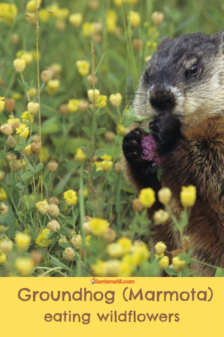 What Do Groundhogs Eat? Almost Everything in the Garden! - GardensAll