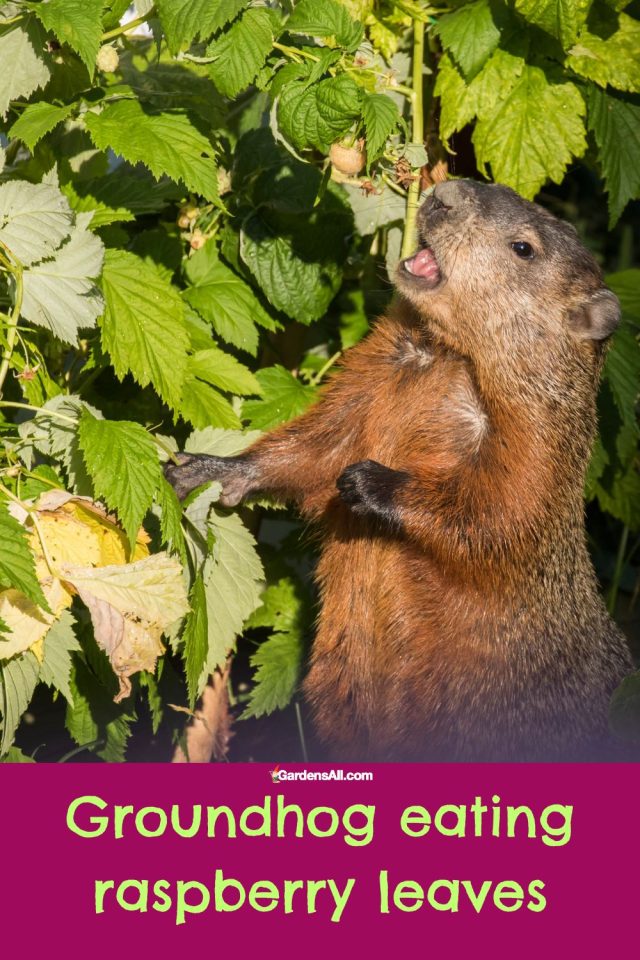 What Do Groundhogs Eat? Almost Everything in the Garden! - GardensAll