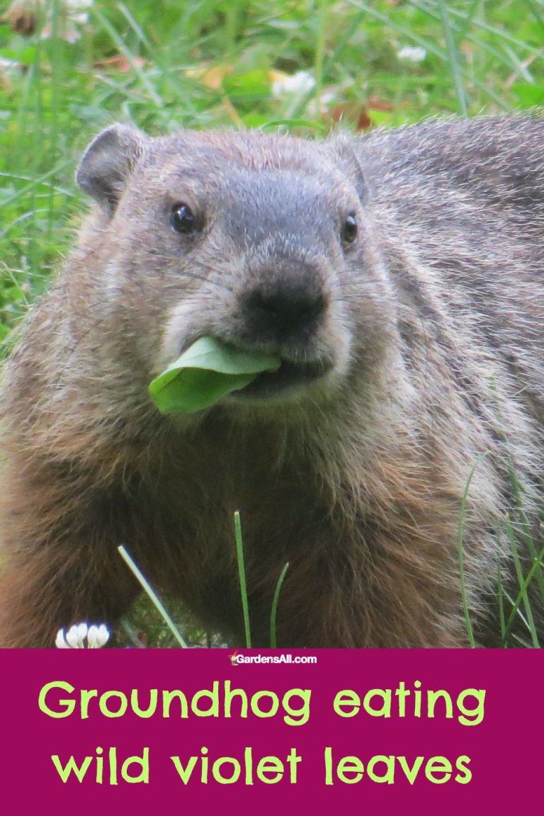 What Do Groundhogs Eat? Almost Everything in the Garden! - GardensAll