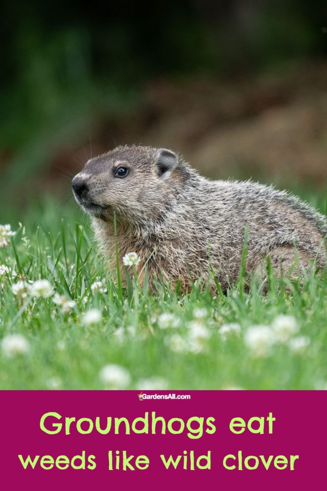 What Do Groundhogs Eat? Almost Everything in the Garden! - GardensAll
