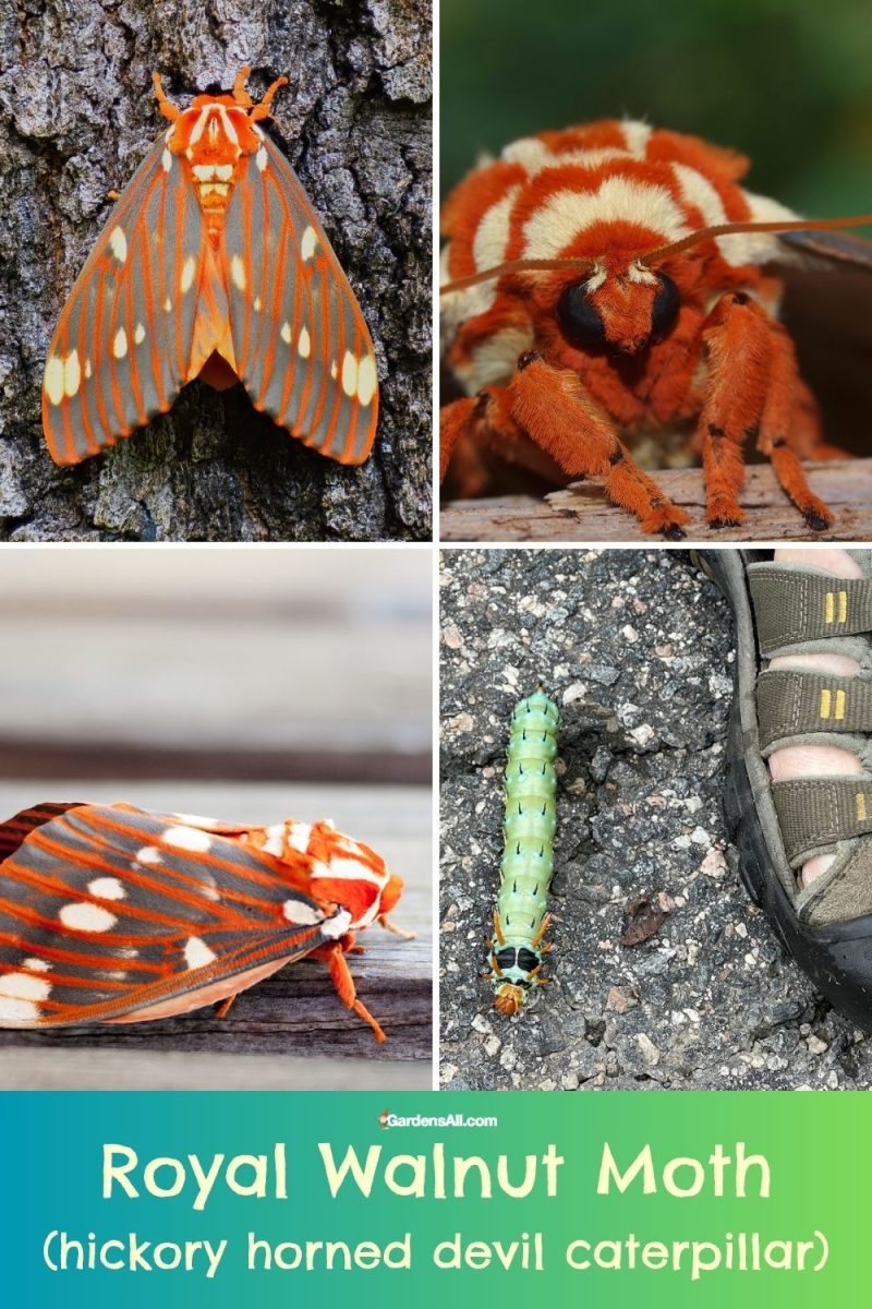 Royal Walnut Moth Comes from the Largest Caterpillar In North America ...