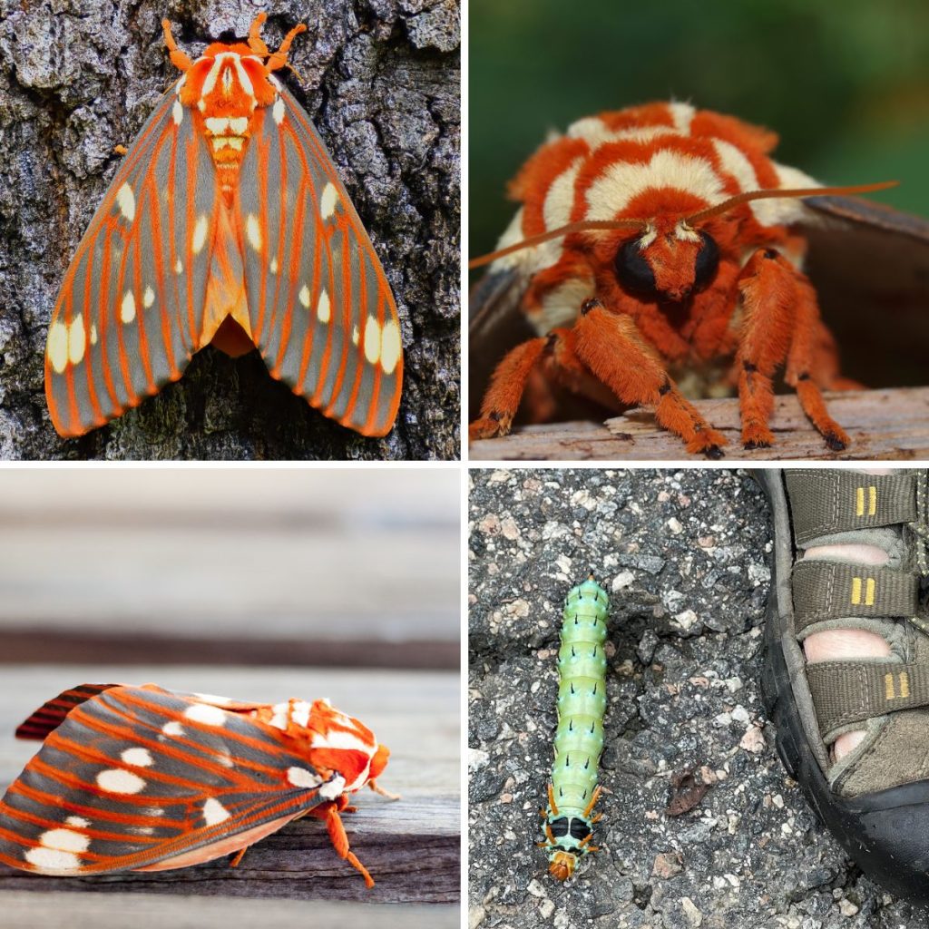 Royal Walnut Moth Comes from the Largest Caterpillar In North America ...