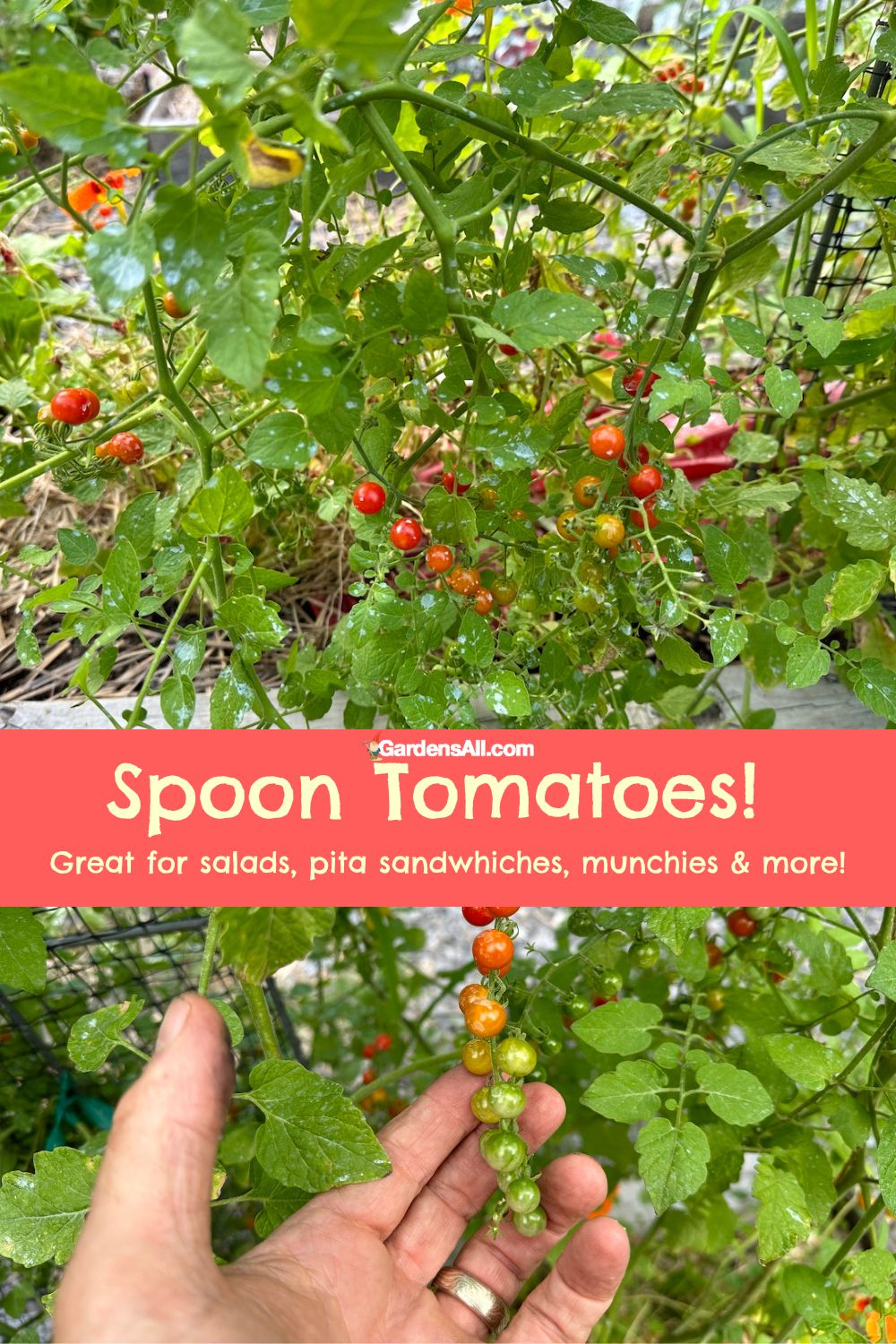 Spoon Tomatoes - Little Fruit With Big Flavor (Solanum pimpinellifolium ...