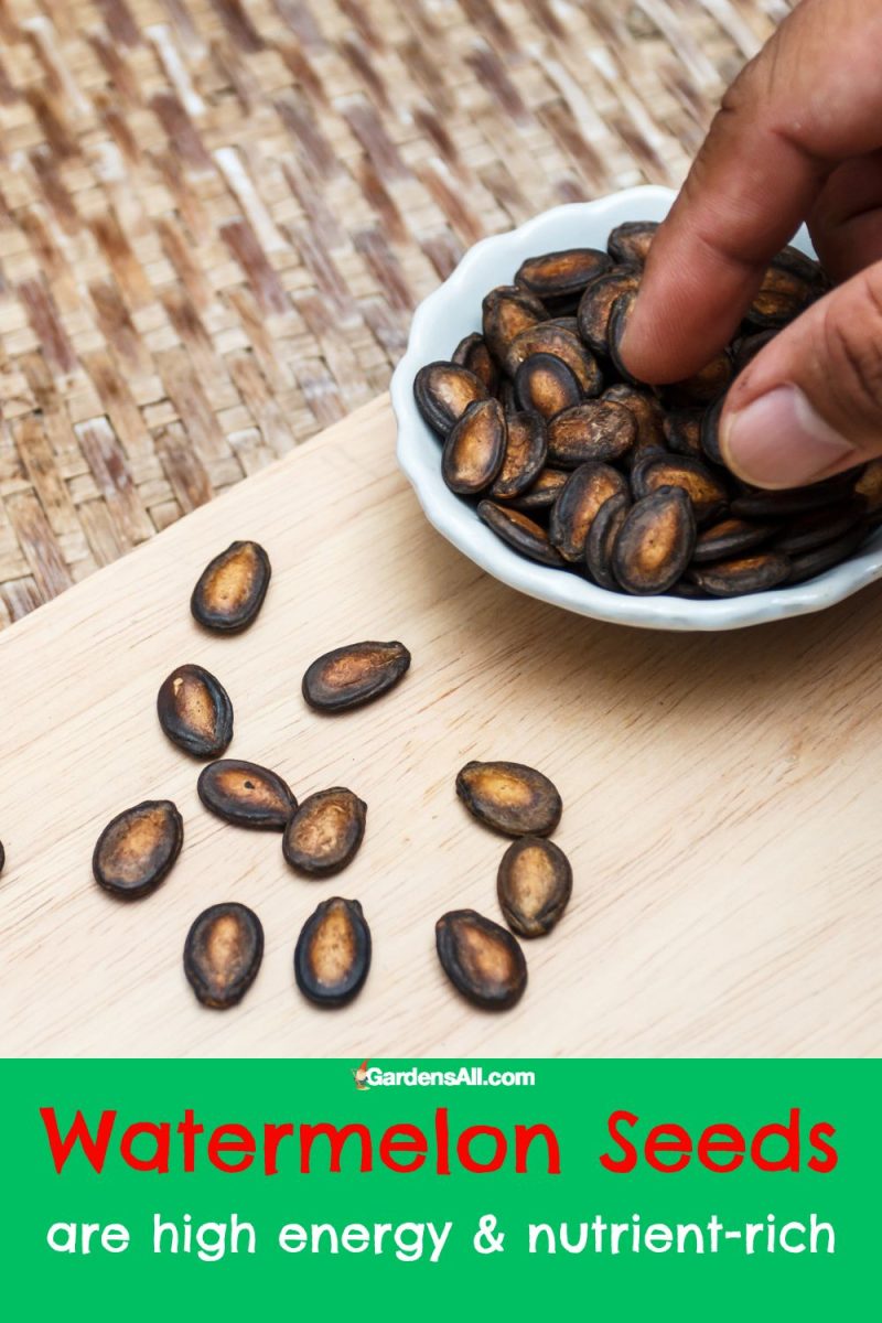 Watermelon Seeds Nutrition Facts - Energy Packed Info to Chew On ...