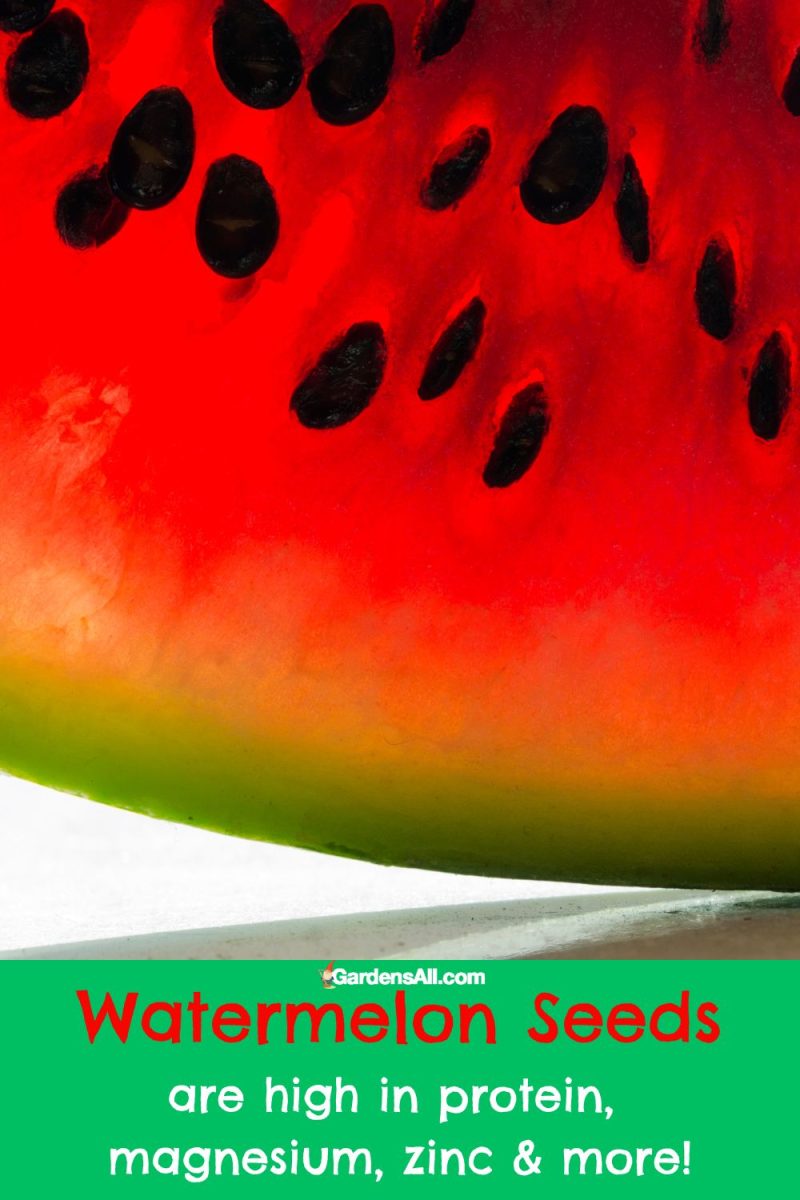 Watermelon Seeds Nutrition Facts - Energy Packed Info to Chew On ...