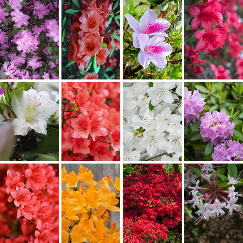 Where and When To Plant Azaleas by Zones & States - GardensAll