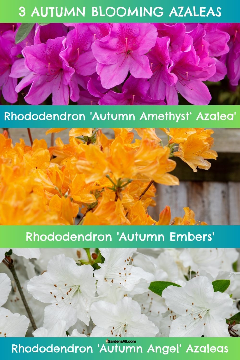 When Do Azaleas Bloom? See Popular Varieties for 4 Seasons - GardensAll