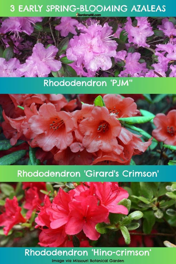 When Do Azaleas Bloom? See Popular Varieties for 4 Seasons - GardensAll