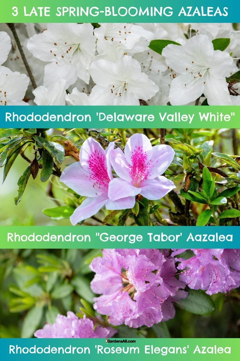 When Do Azaleas Bloom? See Popular Varieties for 4 Seasons - GardensAll