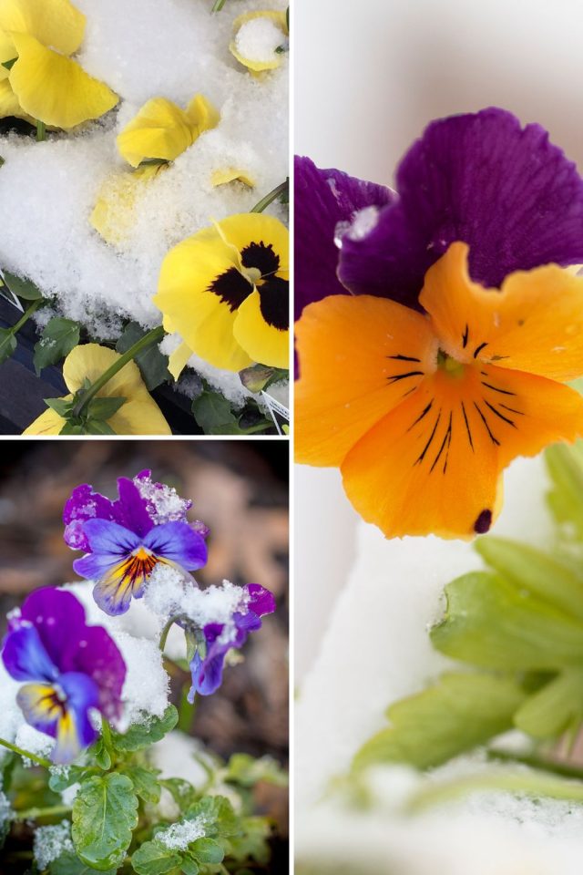 Are Pansies Perennials or Annuals? Find Out by Zones - GardensAll