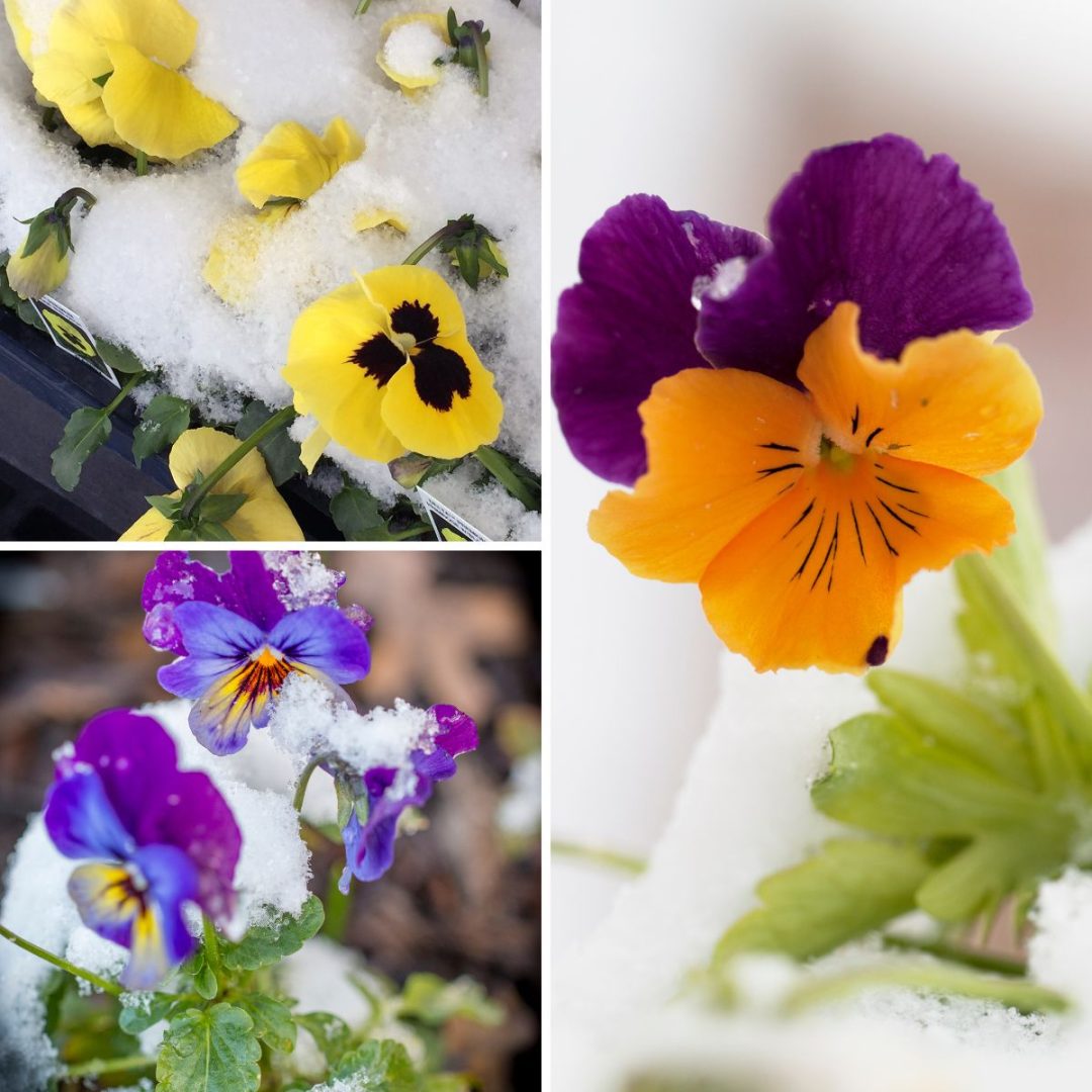Growing Pansies in Pots: All You Need to Know - GardensAll