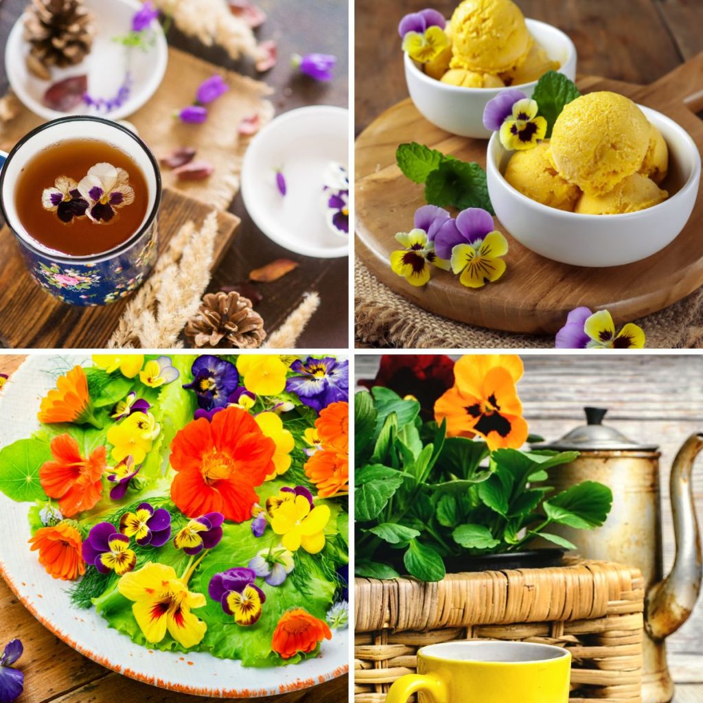 Are Pansies Edible Flowers for Humans And Pets? - GardensAll