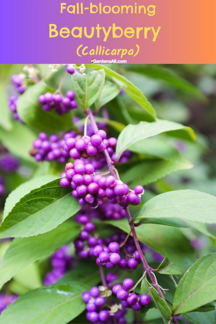 Purple Flowers that Bloom in Fall for Vibrant Autumn Contrast - GardensAll