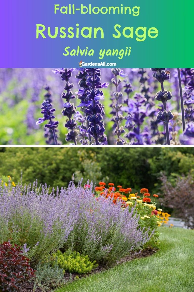 Purple Flowers that Bloom in Fall for Vibrant Autumn Contrast - GardensAll