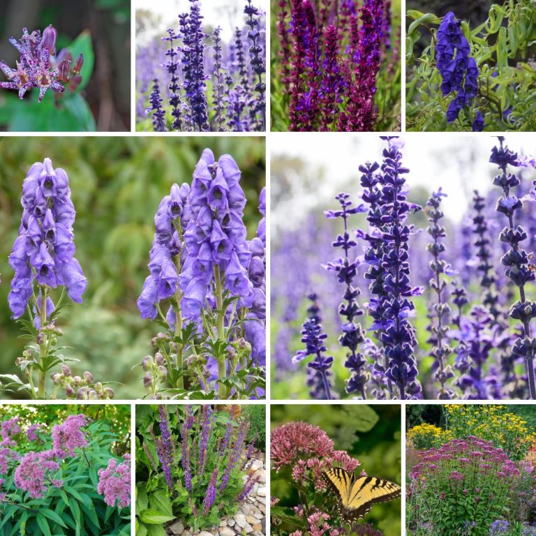 Purple Flowers that Bloom in Fall for Vibrant Autumn Contrast - GardensAll