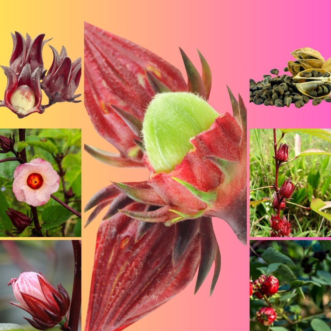 The Roselle Plant: Remarkably Beautiful Form and Function - GardensAll