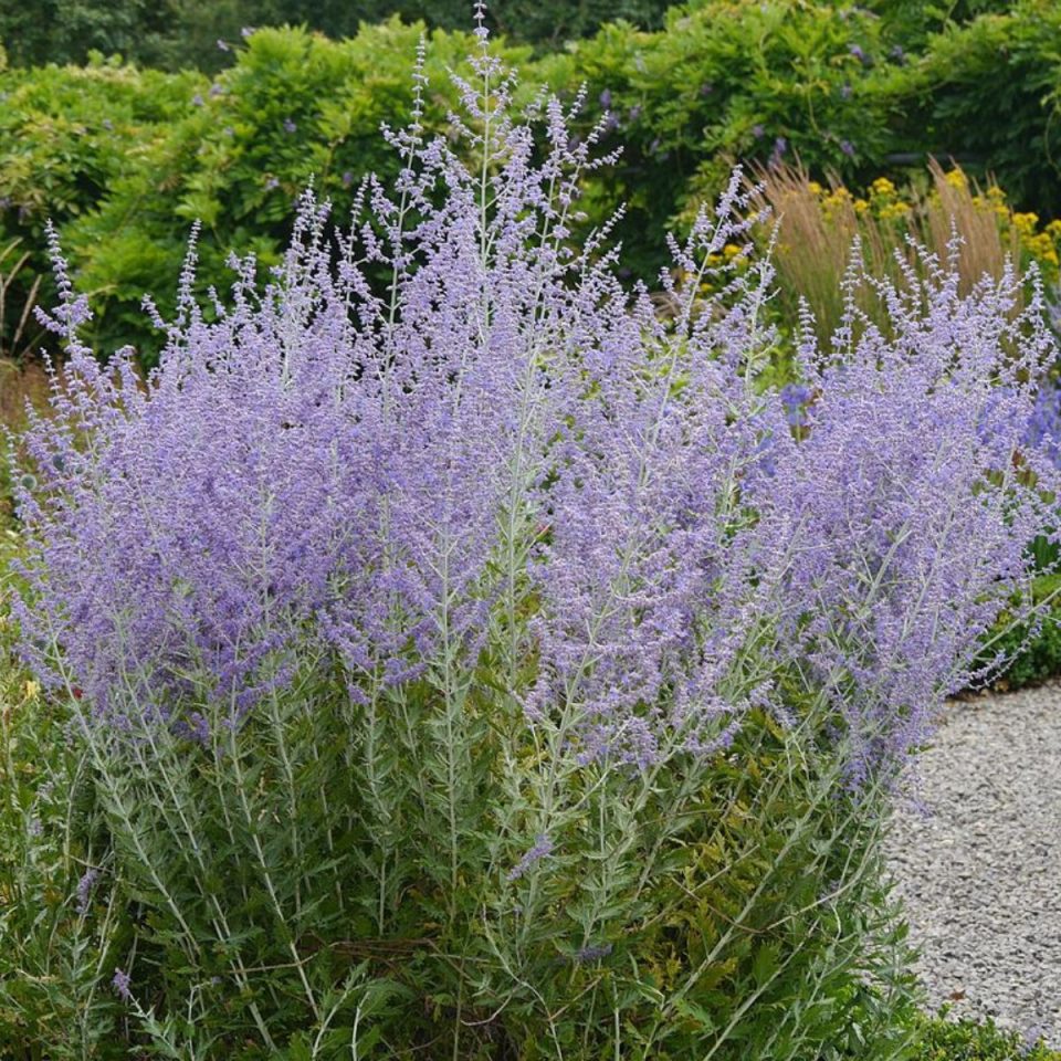 What is Russian Sage? Exploring its Uses and Benefits - GardensAll
