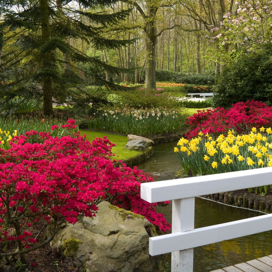 Where and When To Plant Azaleas by Zones & States - GardensAll