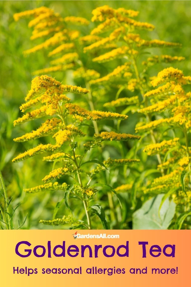 Goldenrod Tea Benefits and How to Make Goldenrod Tea - GardensAll