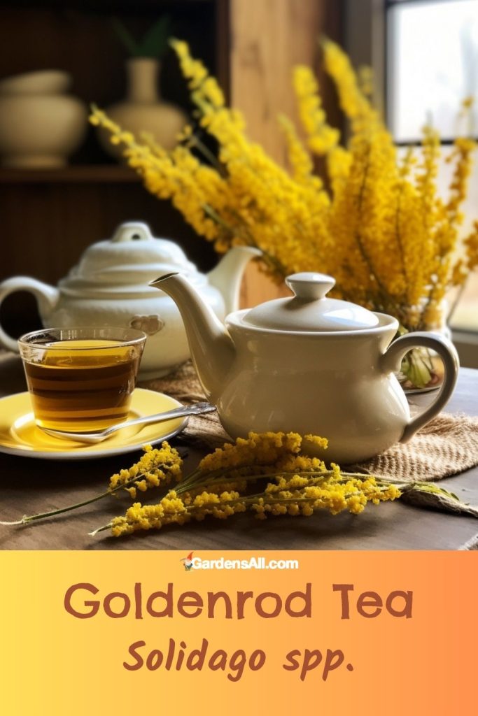 Goldenrod Tea Benefits and How to Make Goldenrod Tea - GardensAll