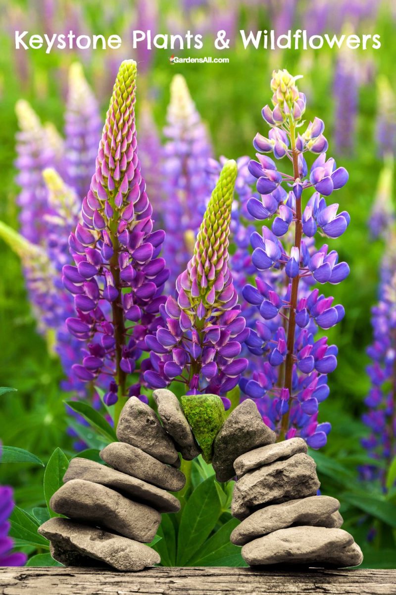 Some Keystone Plants and Wildflowers to Know and Grow - GardensAll