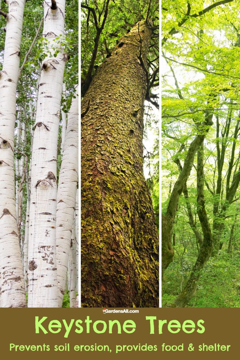 Some Keystone Plants and Wildflowers to Know and Grow - GardensAll