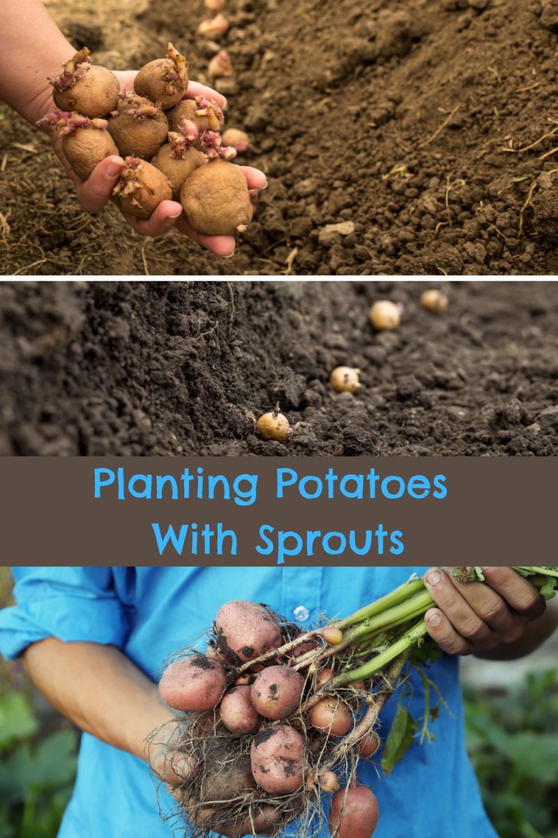 How to Plant Potatoes with Sprouts - GardensAll