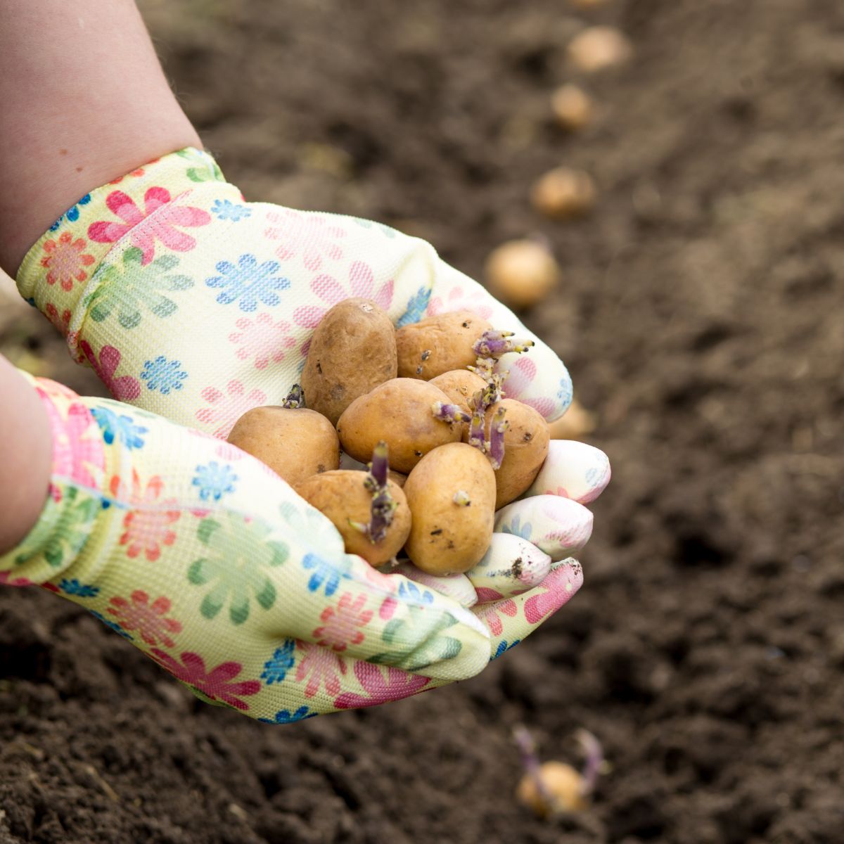 How to Plant Potatoes with Sprouts - GardensAll