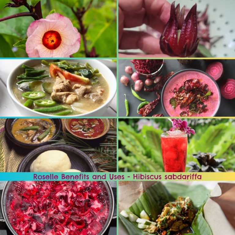 Roselle Benefits and Uses: a Beautiful & Powerful Plant - GardensAll