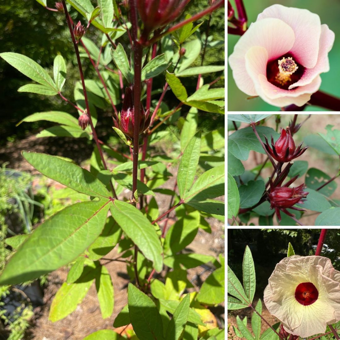 Roselle Benefits and Uses: a Beautiful & Powerful Plant - GardensAll