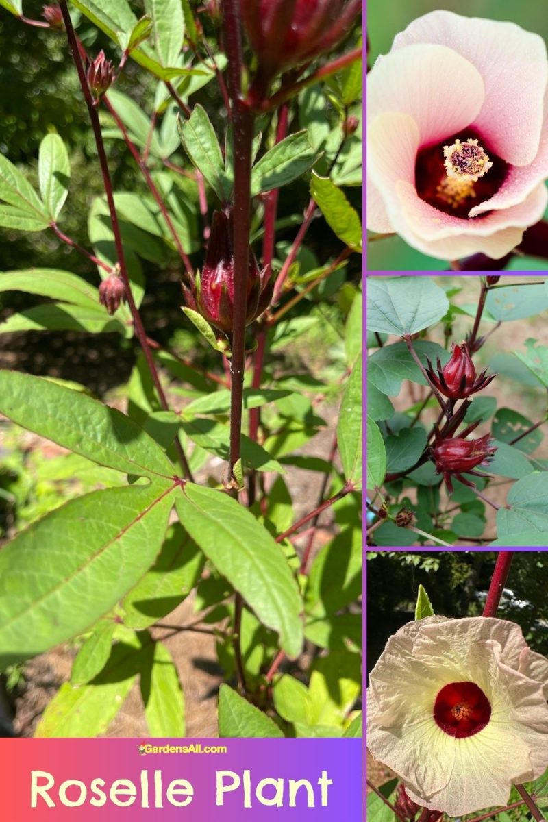 The Roselle Plant: Remarkably Beautiful Form and Function - GardensAll