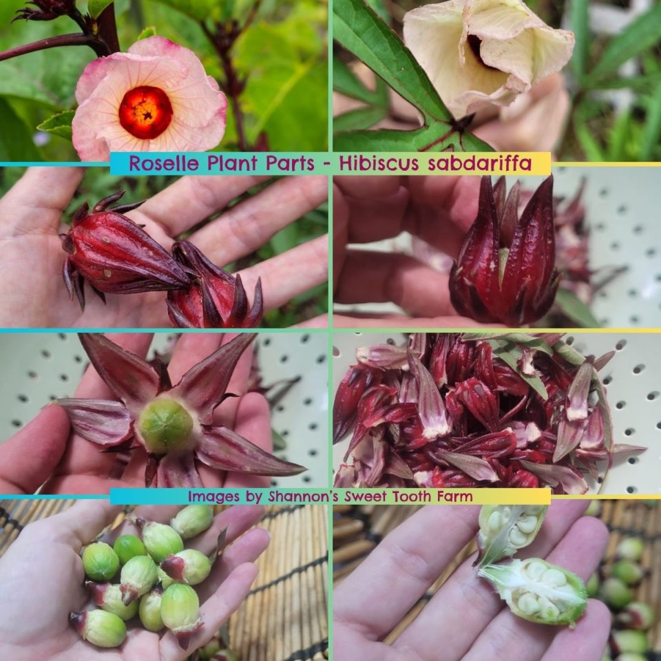 The Roselle Plant: Remarkably Beautiful Form and Function - GardensAll